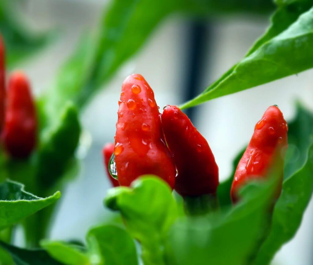 Griffith Foods - Asia Pacific | Product Portfolio
