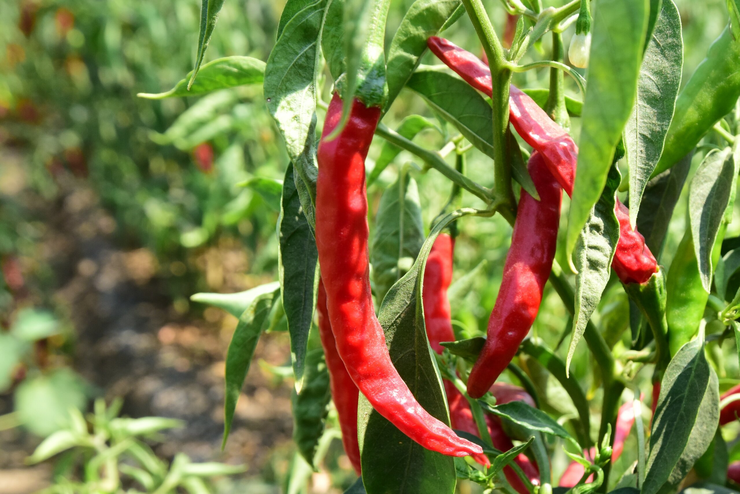 Griffith Foods - Central & South America | Chiles: Flavor, Not Fire ...